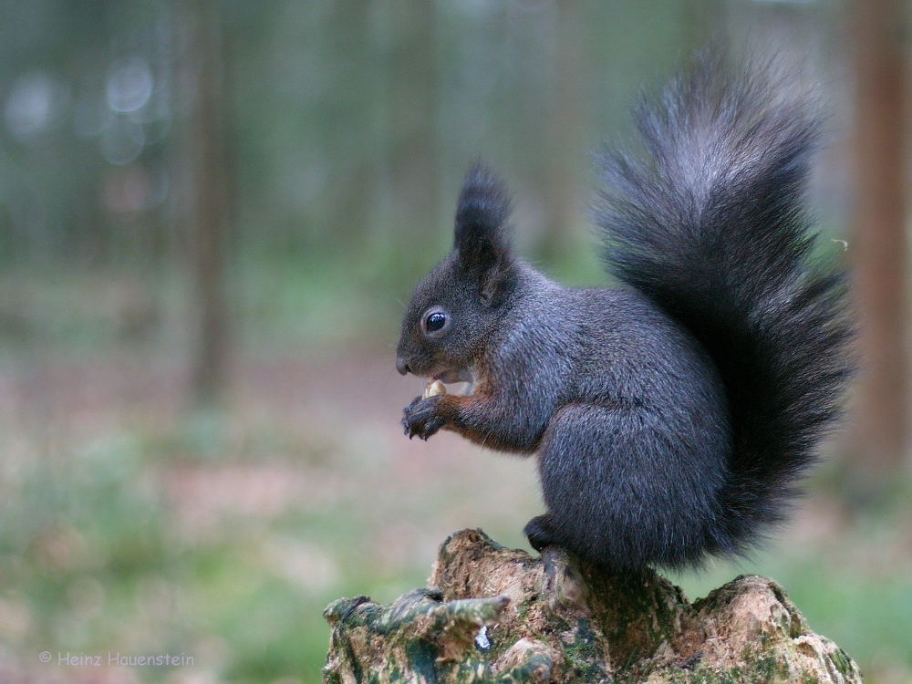 Eichhörnchen (Forum für Naturfotografen)