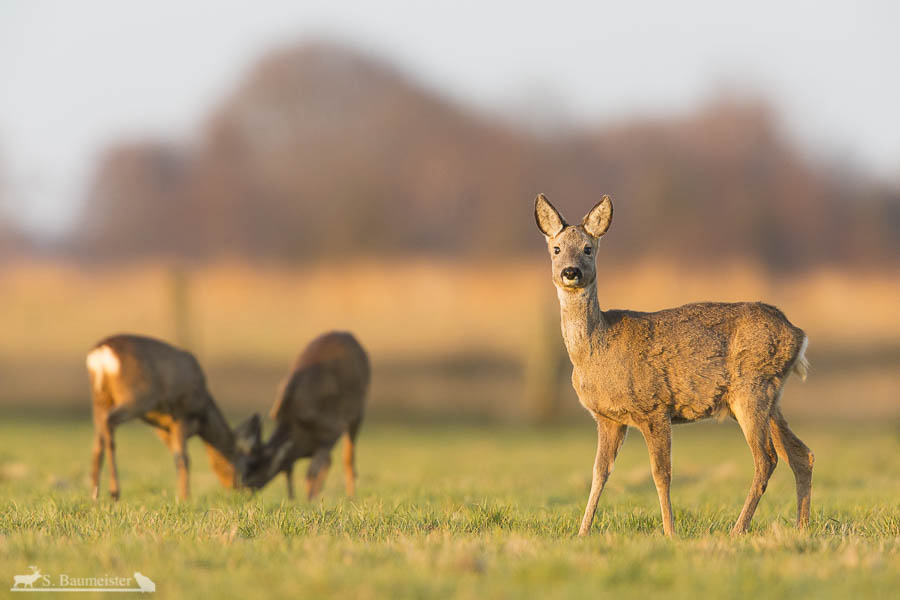 Familie Reh (Forum für Naturfotografen)
