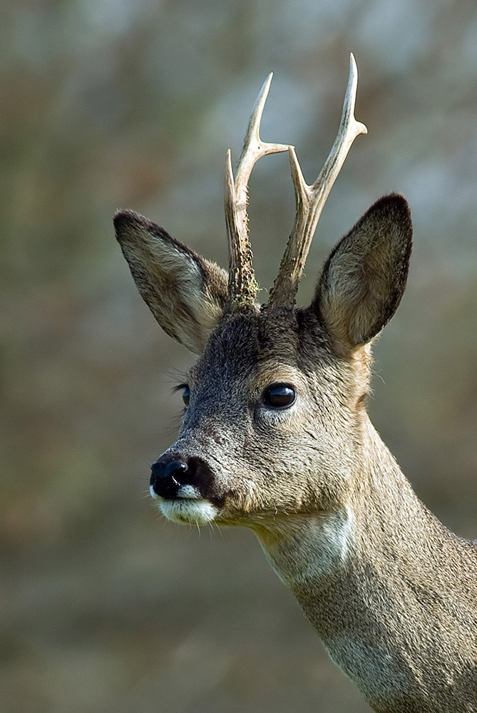 Rehbock Portrait ND (Forum für Naturfotografen)