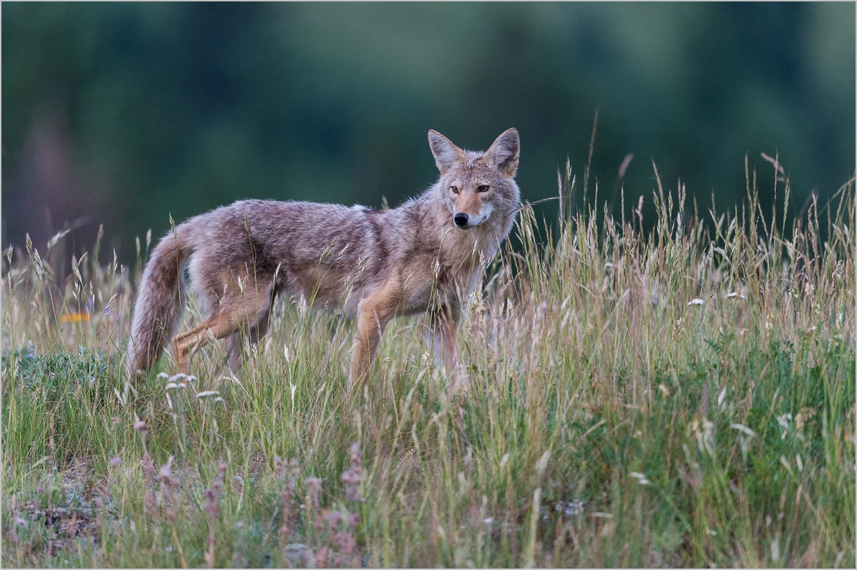 Kojote (Forum für Naturfotografen)