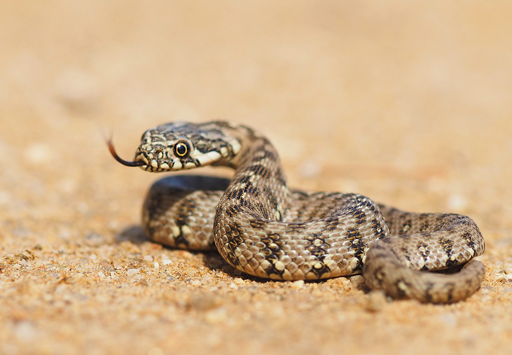 Vipernatter (Natrix maura) (Forum für Naturfotografen)