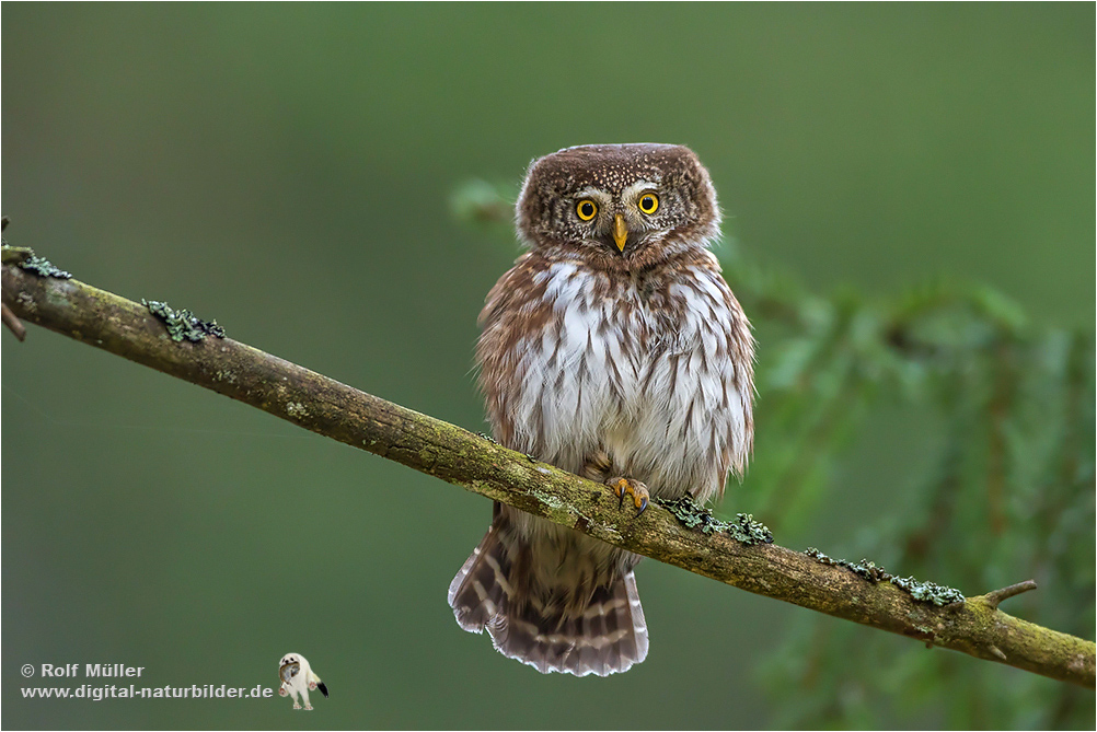 Sperlingskauz (Glaucidium passerinum) (Forum für Naturfotografen)