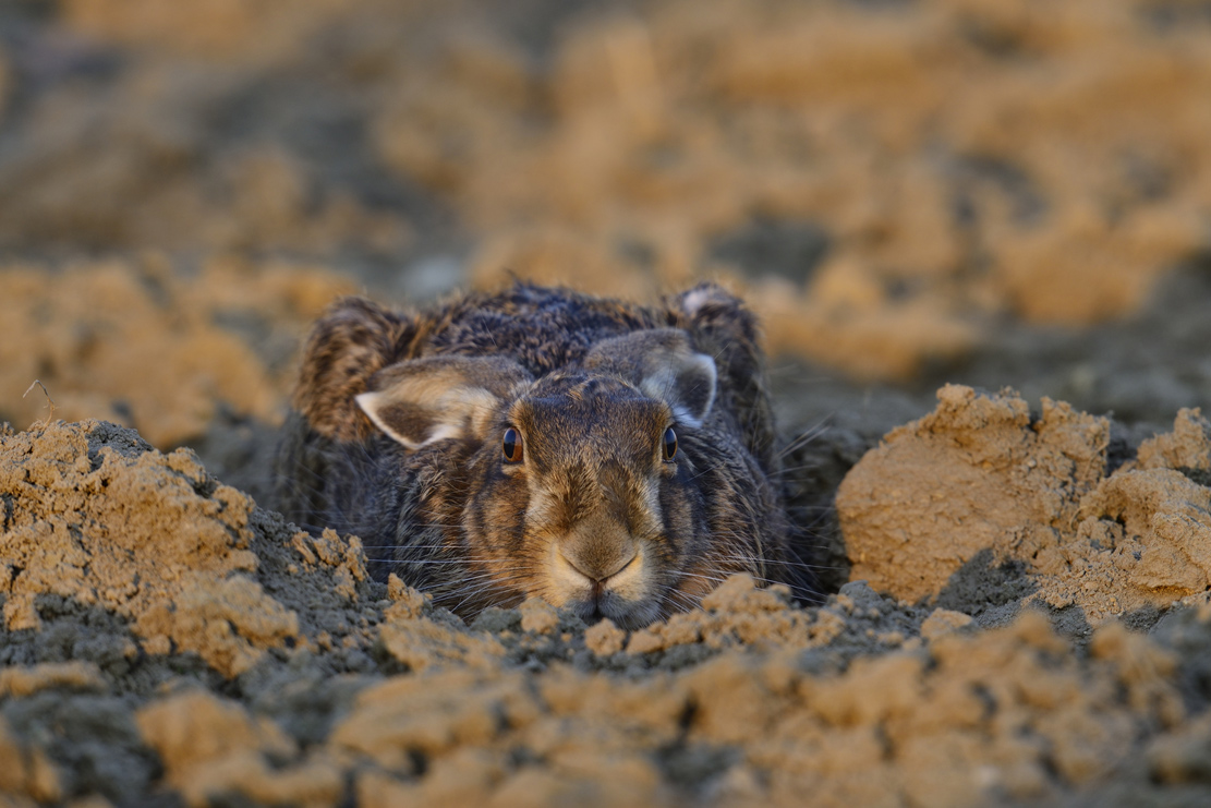 Hase in der Sasse (Forum für Naturfotografen)