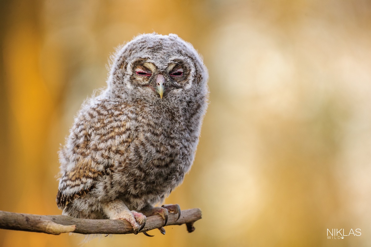 Böser Blick (Forum für Naturfotografen)