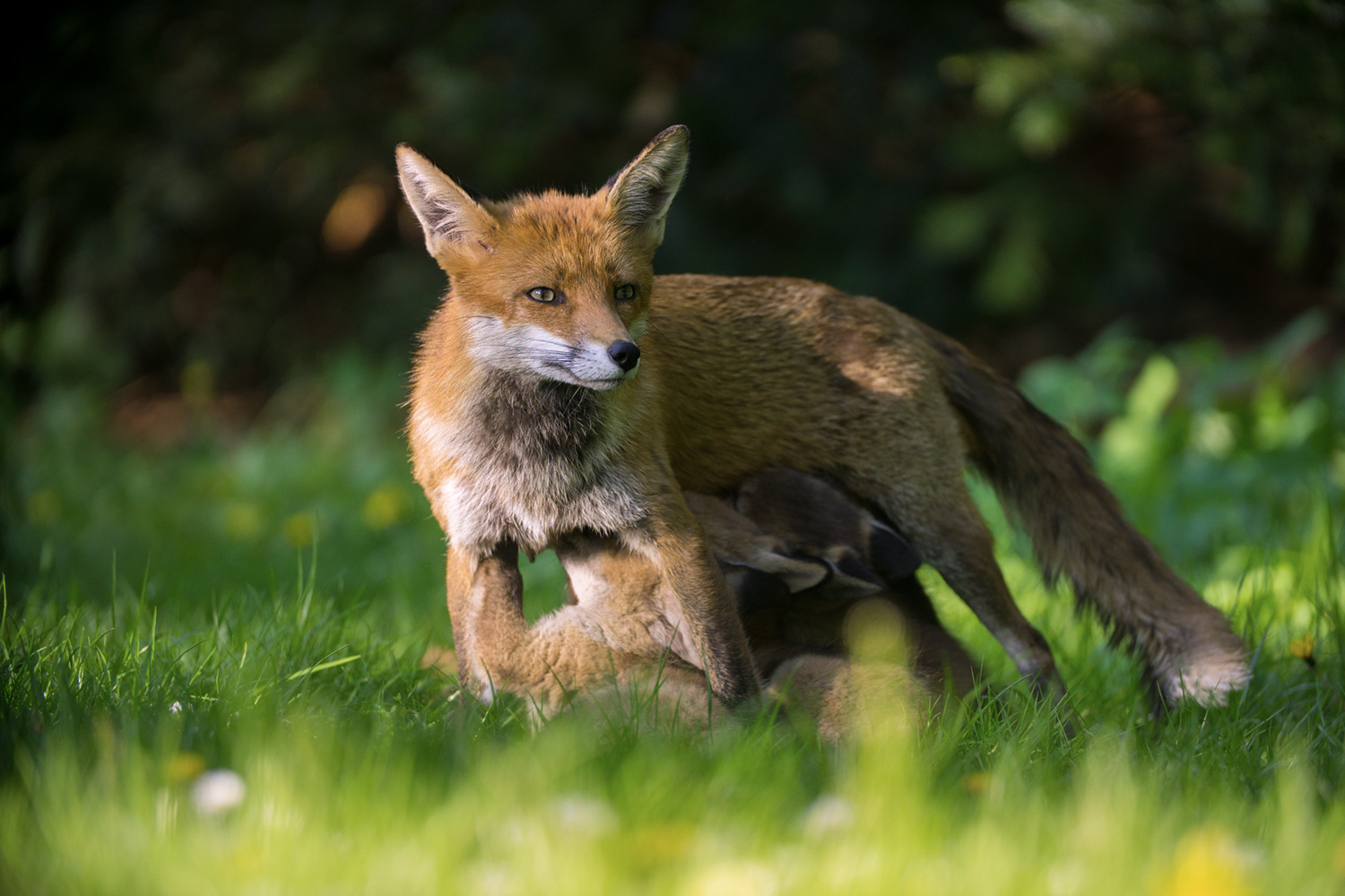 Füchsin (Forum für Naturfotografen)