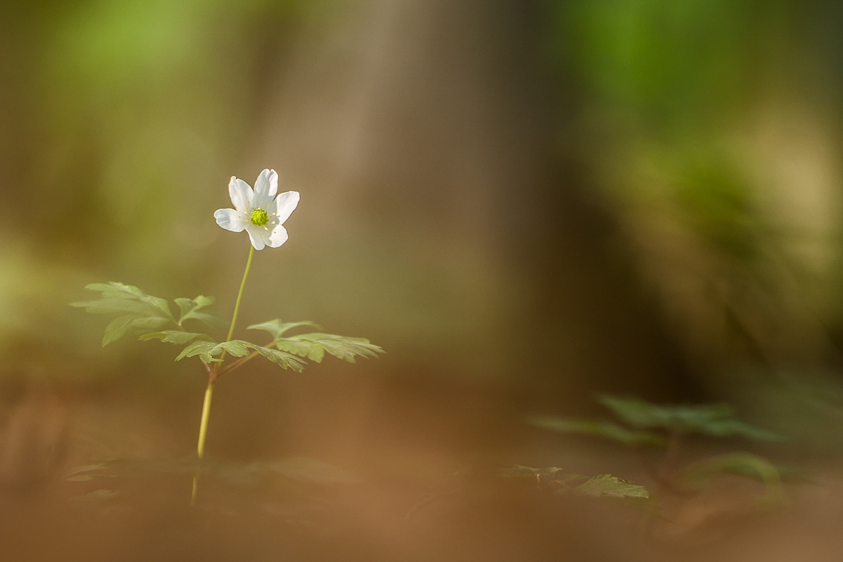 Ballerina (Forum für Naturfotografen)