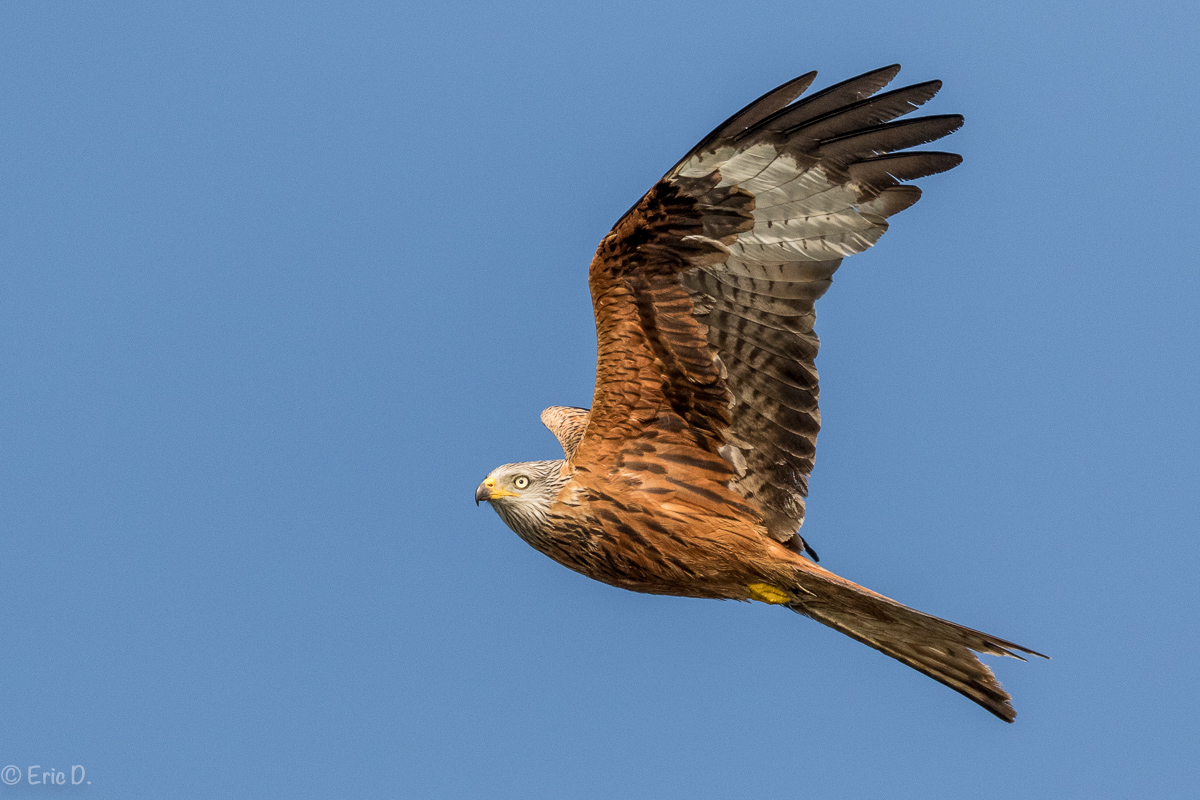 Der Rote Milan (Forum für Naturfotografen)