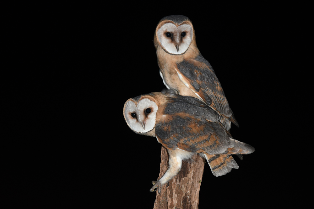 Die neue Generation Schleiereulen (Forum für Naturfotografen)