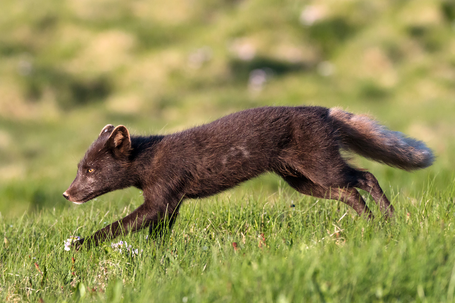 Polarfuchs (Forum für Naturfotografen)
