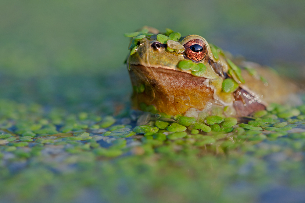 Froschauge sei wachsam... (Forum für Naturfotografen)