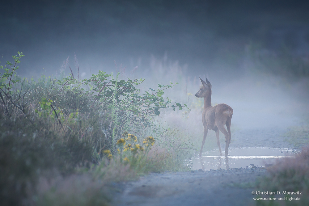 Tierbild des Monats Juli 2016 (Forum für Naturfotografen)