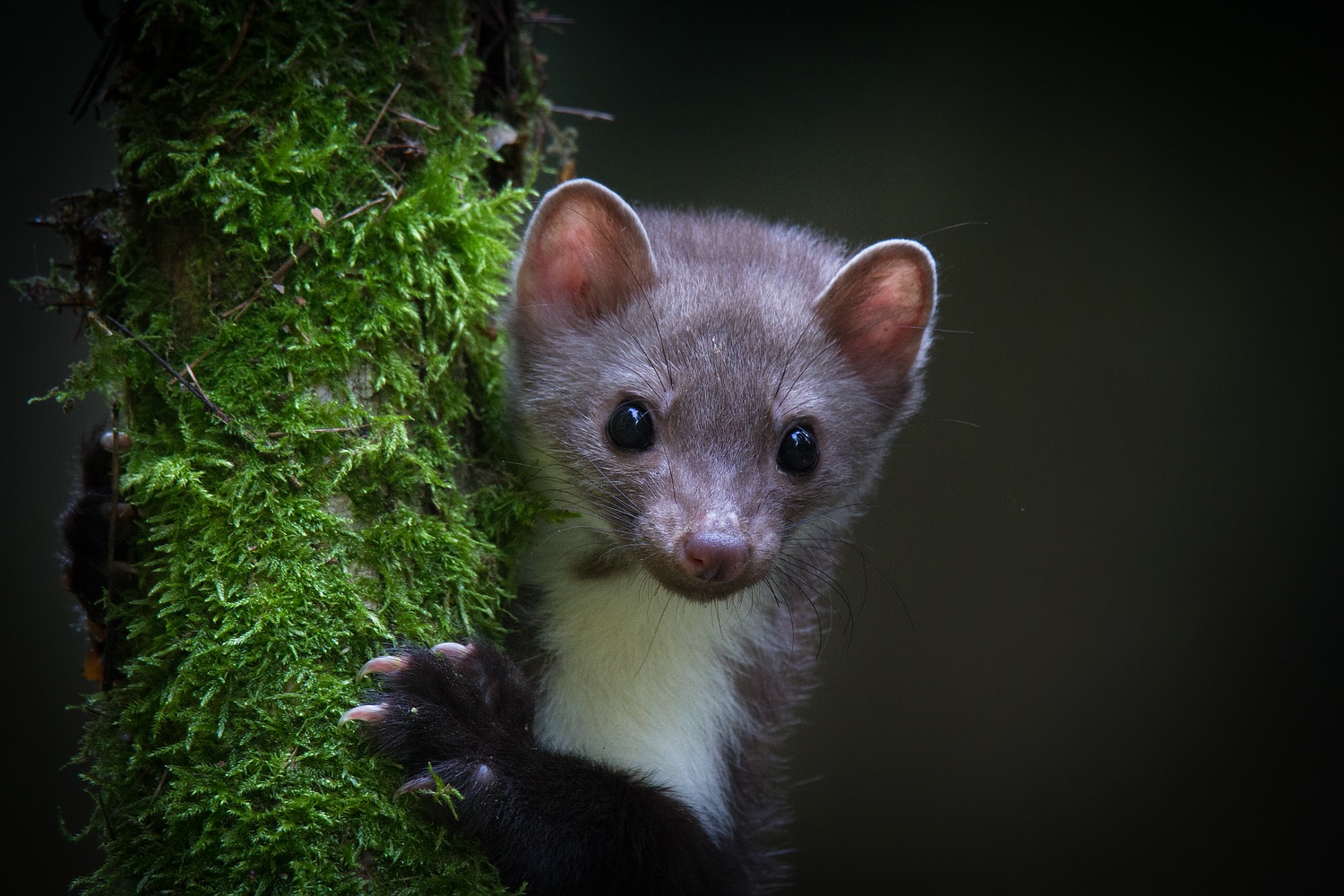 Steinmarder (Forum für Naturfotografen)