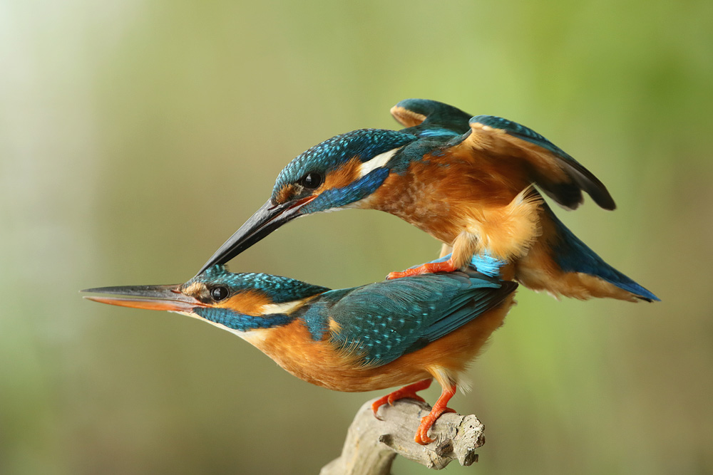 Vogelbild des Monats August 2016 (Forum für Naturfotografen)