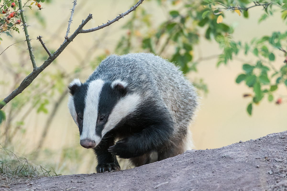 ~ am Dachsbau ~ (Forum für Naturfotografen)