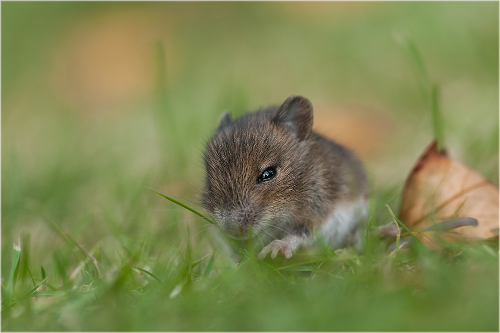Junge Feldmaus unterwegs (Forum für Naturfotografen)