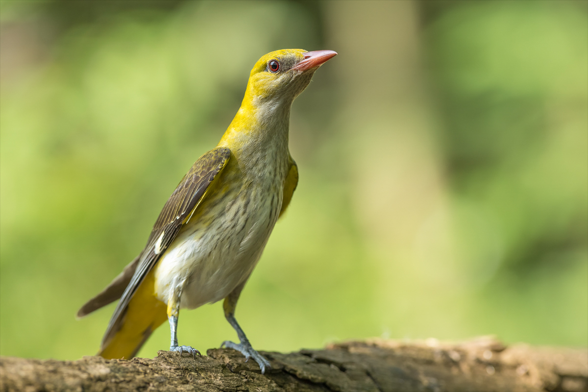 Pirol (Forum für Naturfotografen)