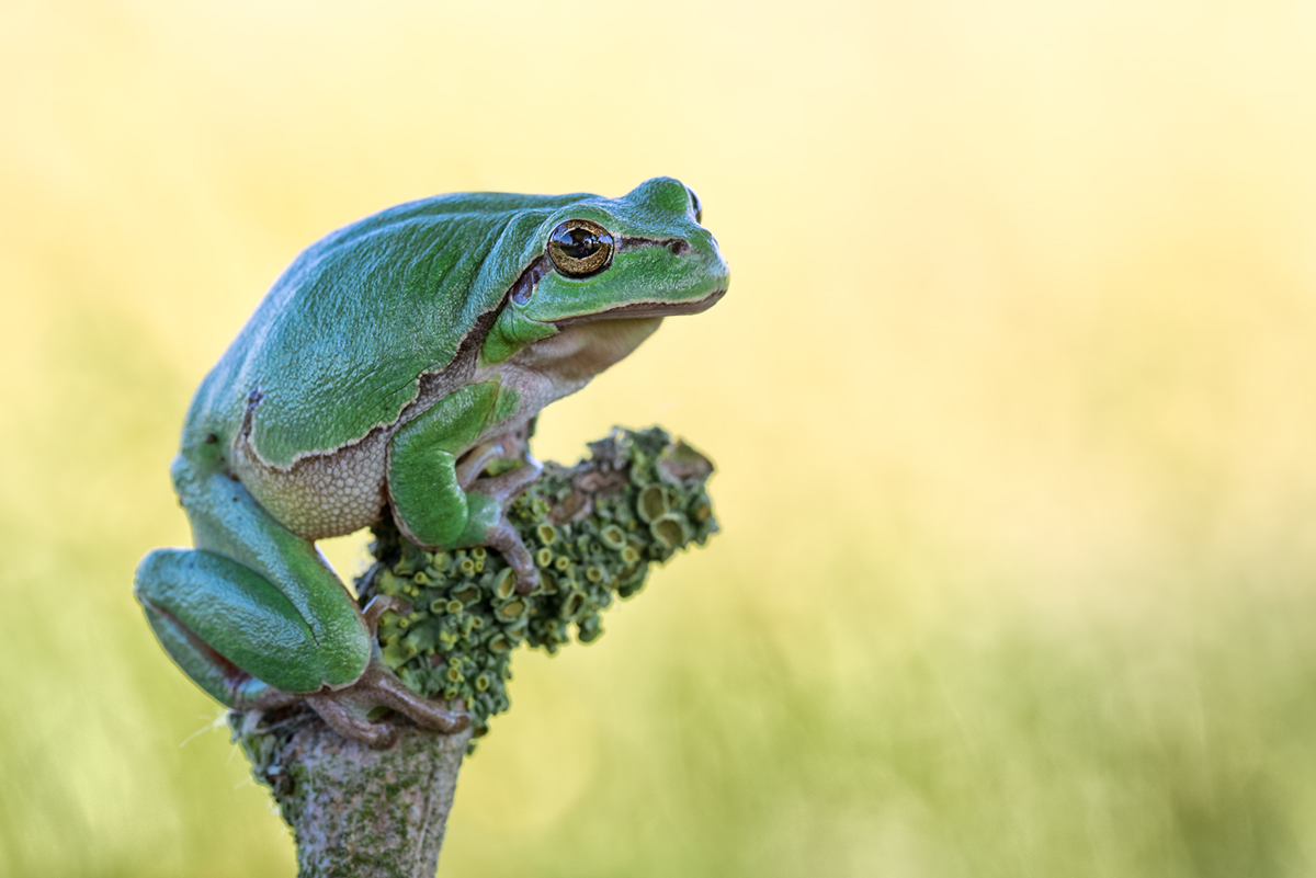 Mister Boombastic... (Forum für Naturfotografen)