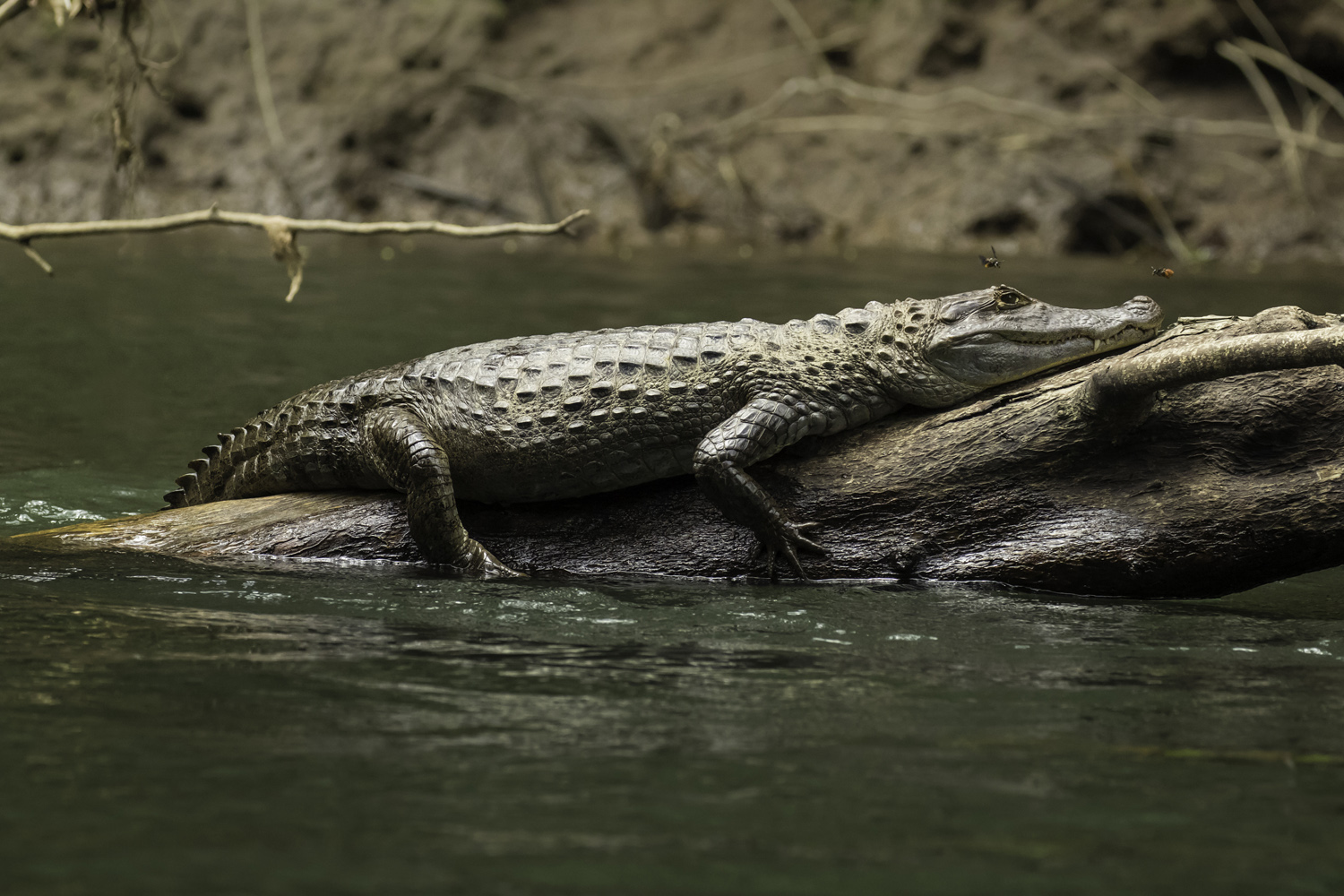 Kaiman (Forum für Naturfotografen)