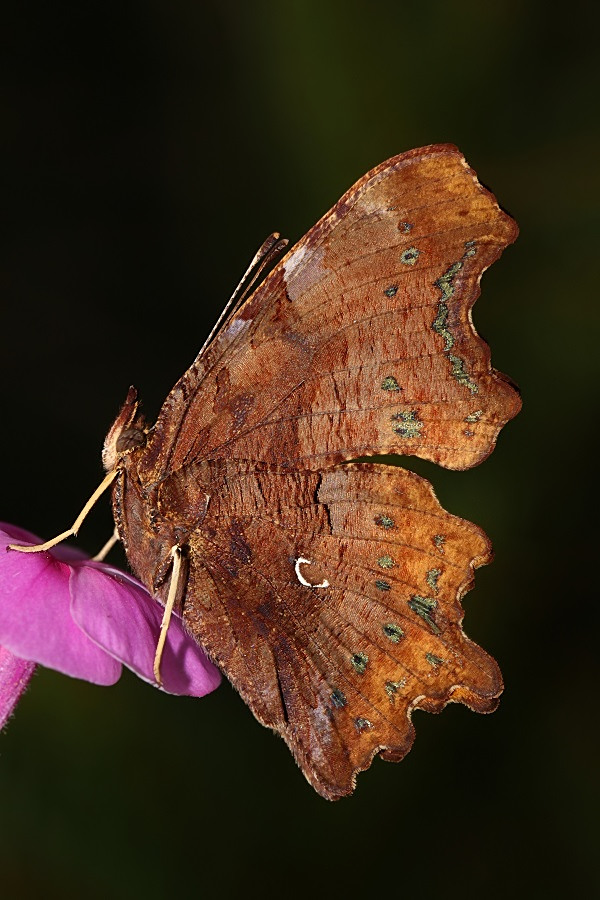 C-Falter (Forum für Naturfotografen)
