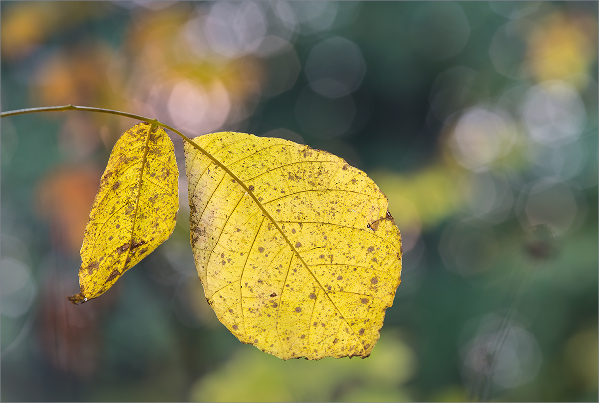 Nur zwei Blätter (Forum für Naturfotografen)