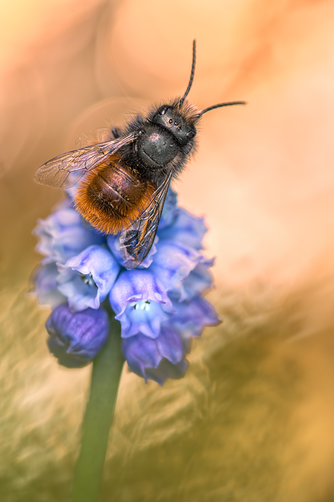Wildbiene (Forum für Naturfotografen)