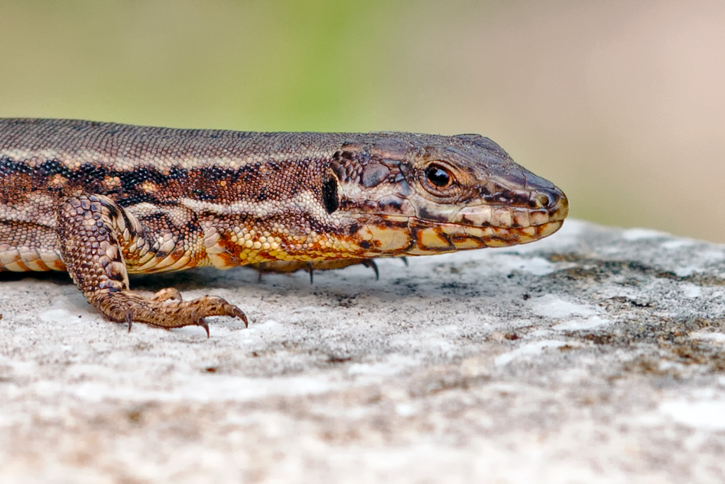 Baumfrosch (Forum für Naturfotografen)