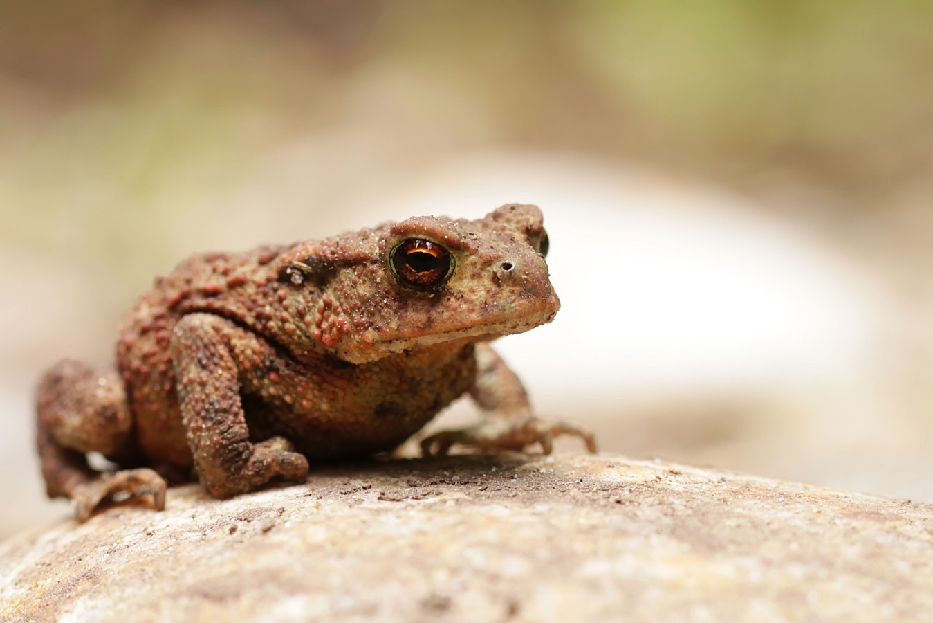 Bufo bufo (Forum für Naturfotografen)