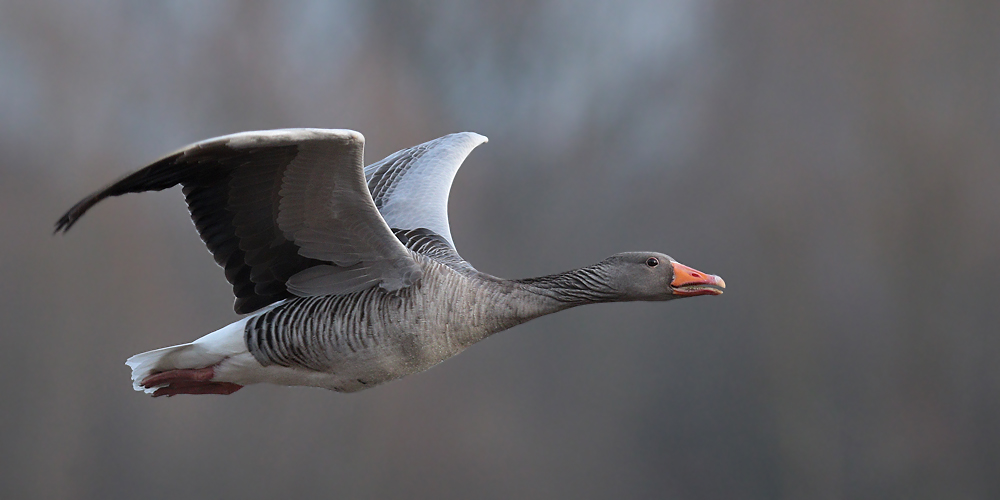 Graugans im Flug (Forum für Naturfotografen)