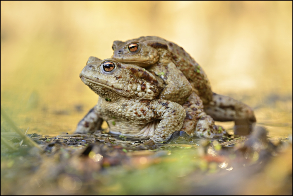 Bufo bufo (Forum für Naturfotografen)