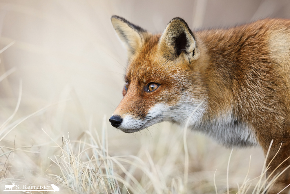 Aufmerksam (Forum für Naturfotografen)