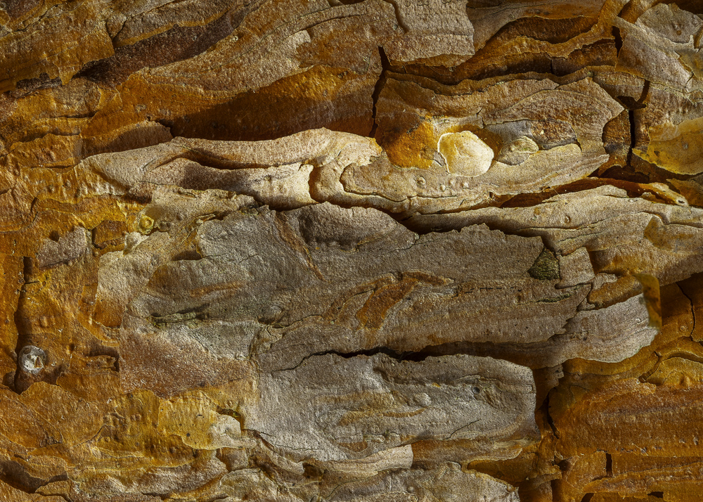 Schattenblatt (Forum für Naturfotografen)
