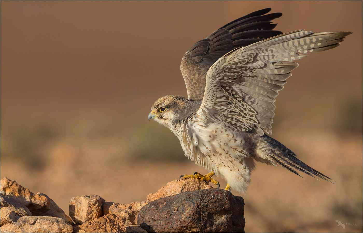 Lannerfalke (Forum für Naturfotografen)