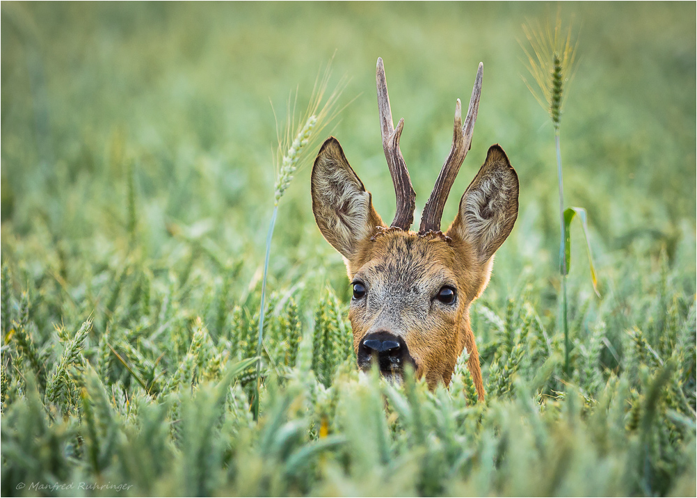 ~ Rehbock ~ (Forum für Naturfotografen)