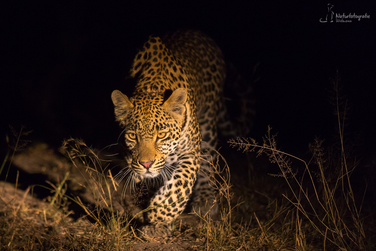 Auf der Jagd (Forum für Naturfotografen)