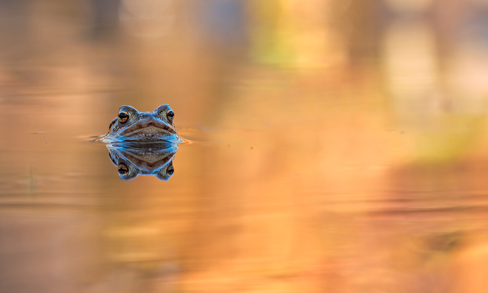 Bufo Bufo (Forum für Naturfotografen)
