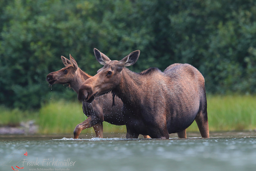 Tierbild des Monats September 2017 (Forum für Naturfotografen)