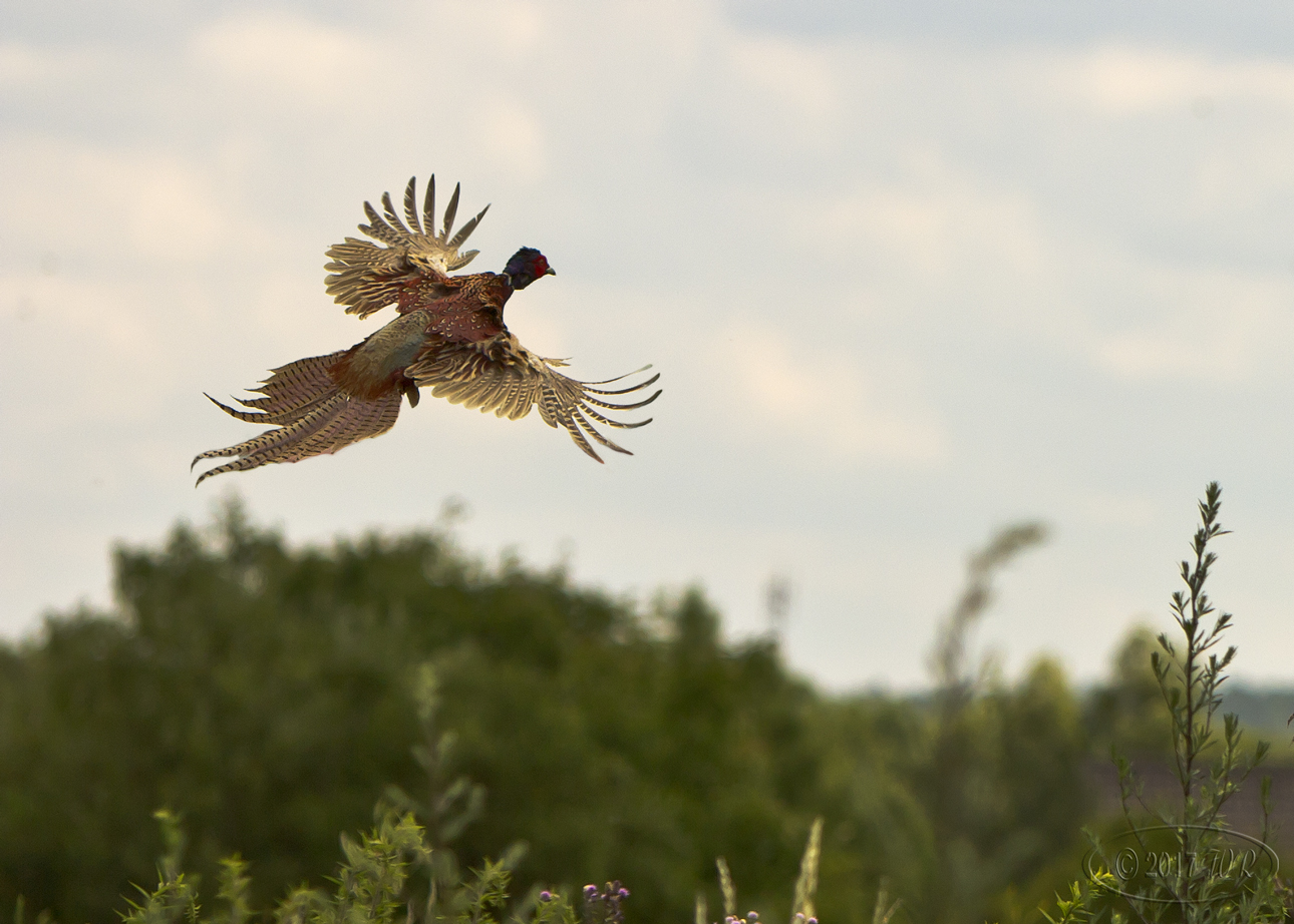 Fasan (Forum für Naturfotografen)