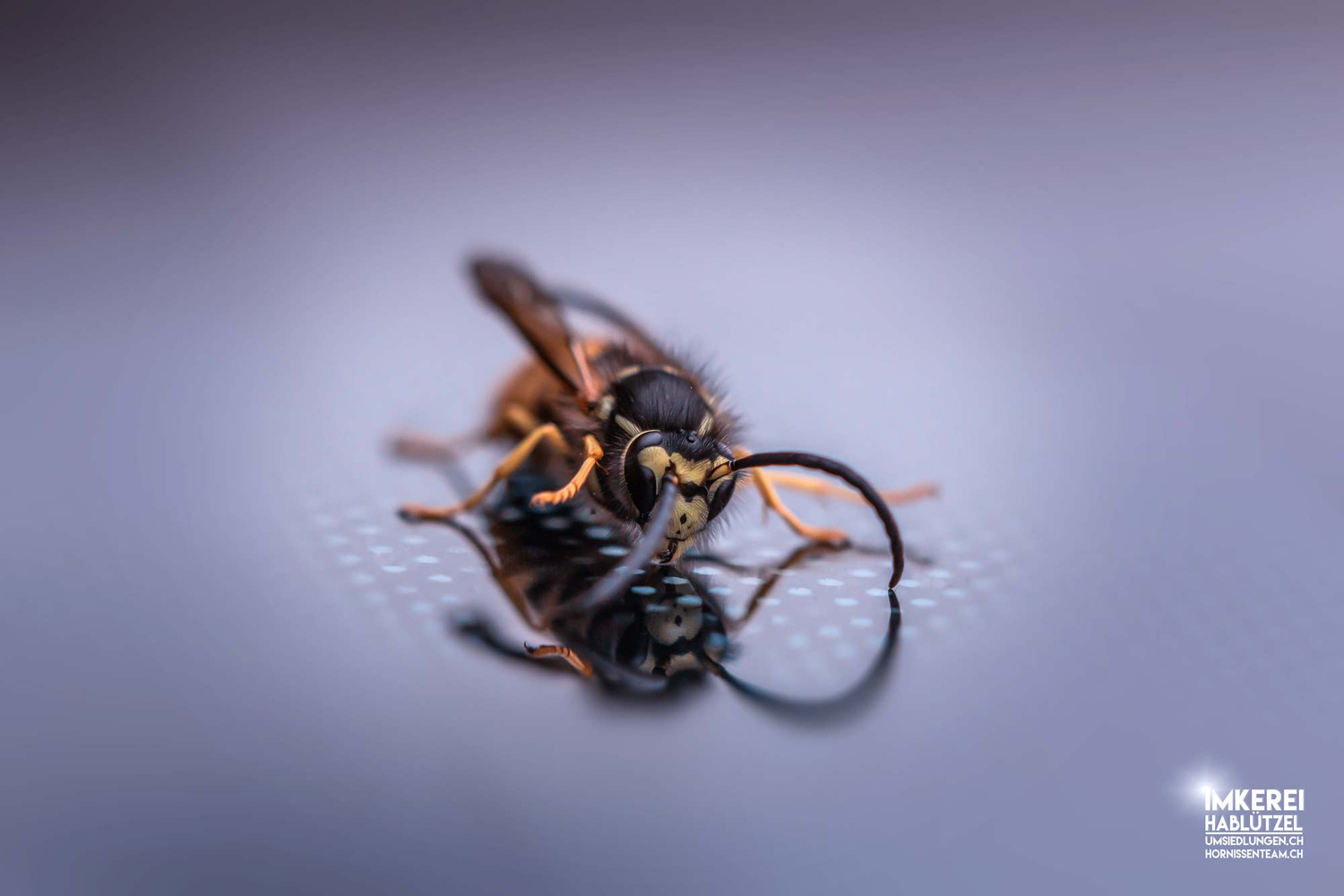 Deutsche Wespen Drohne Forum Für Naturfotografen