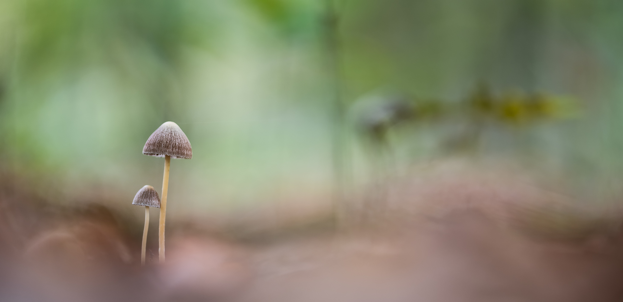 __duett______ (Forum für Naturfotografen)