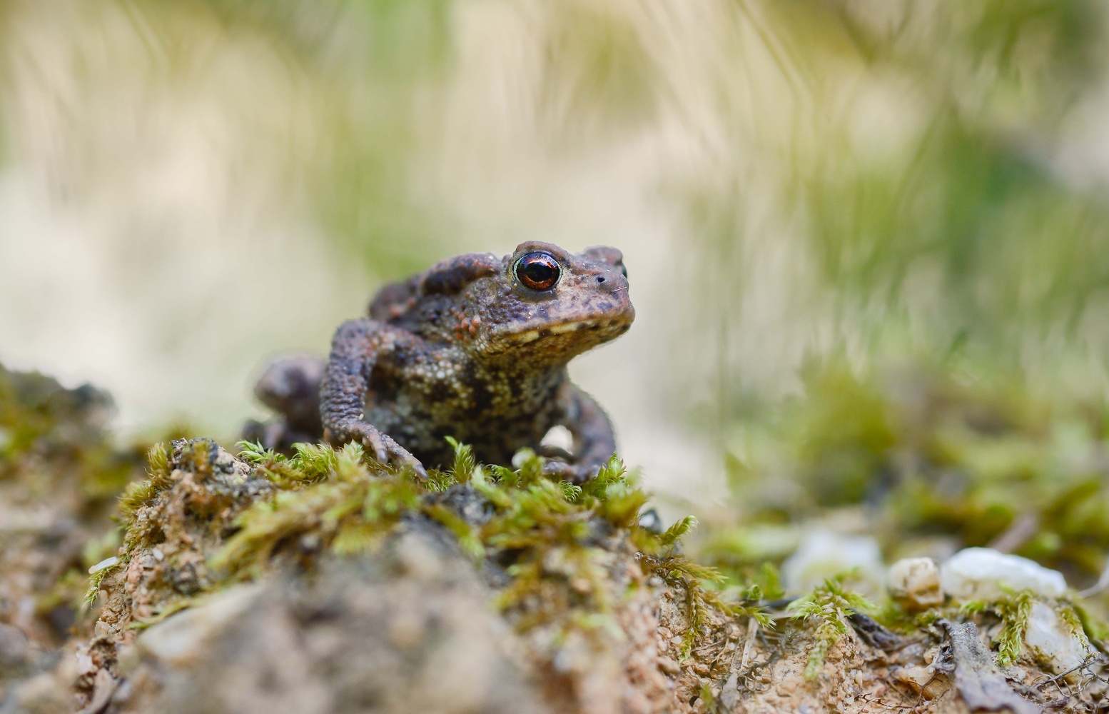Bufo bufo (Forum für Naturfotografen)