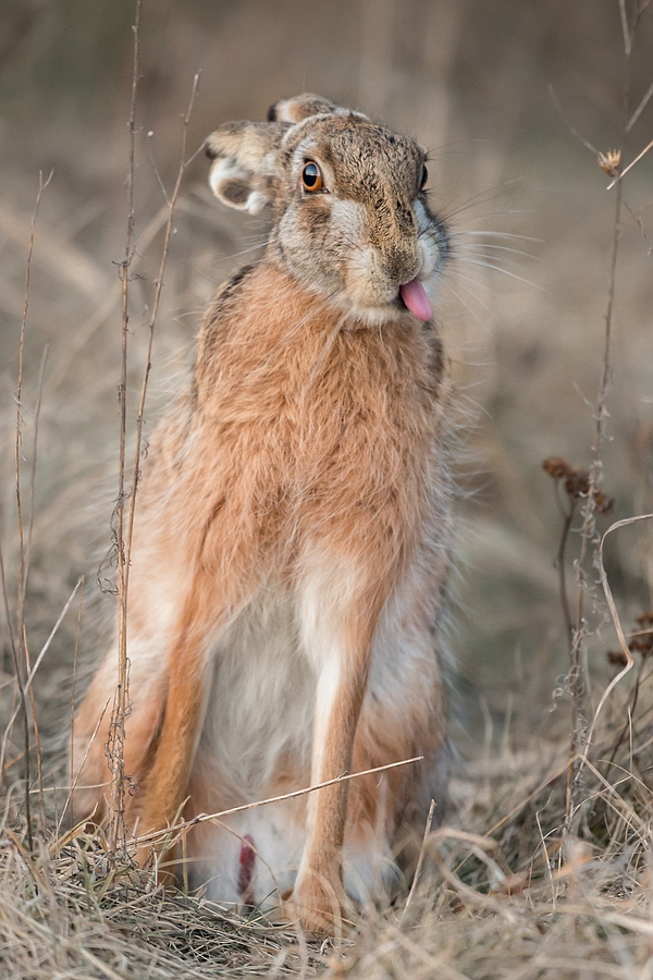 Rammler in Bereitschaft..." (Forum für Naturfotografen)