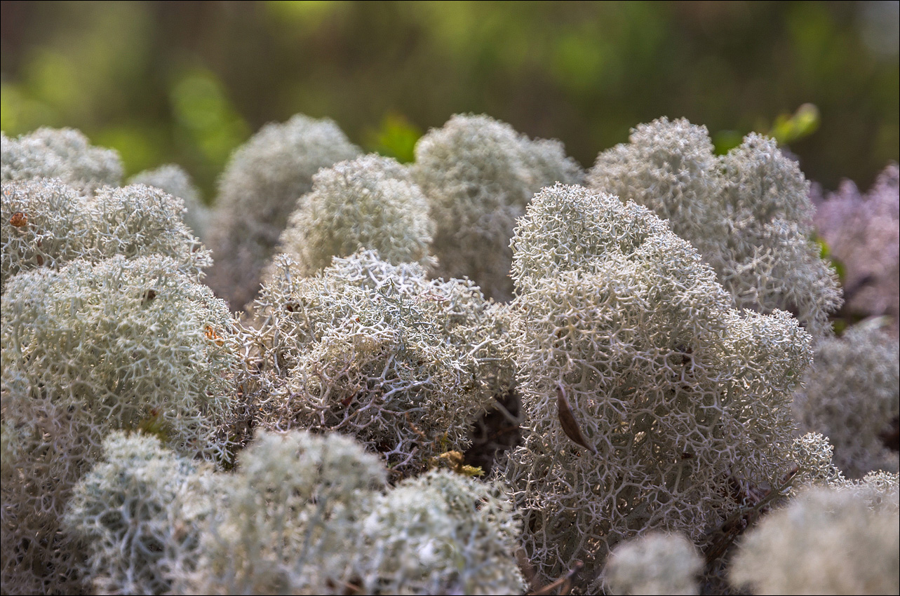 Cladonia rangiferina °°° (Forum für Naturfotografen)