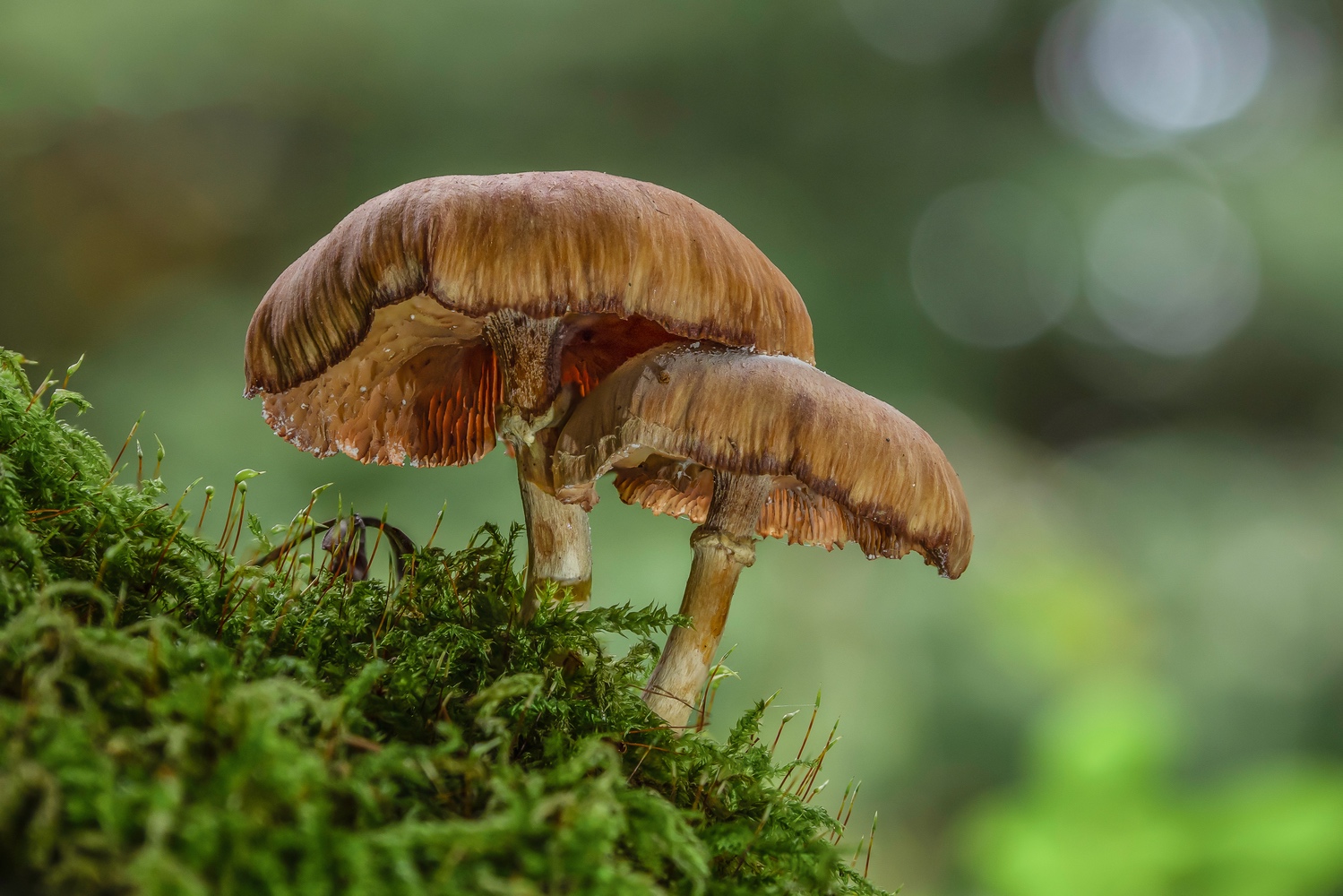 )Duett (Forum für Naturfotografen)