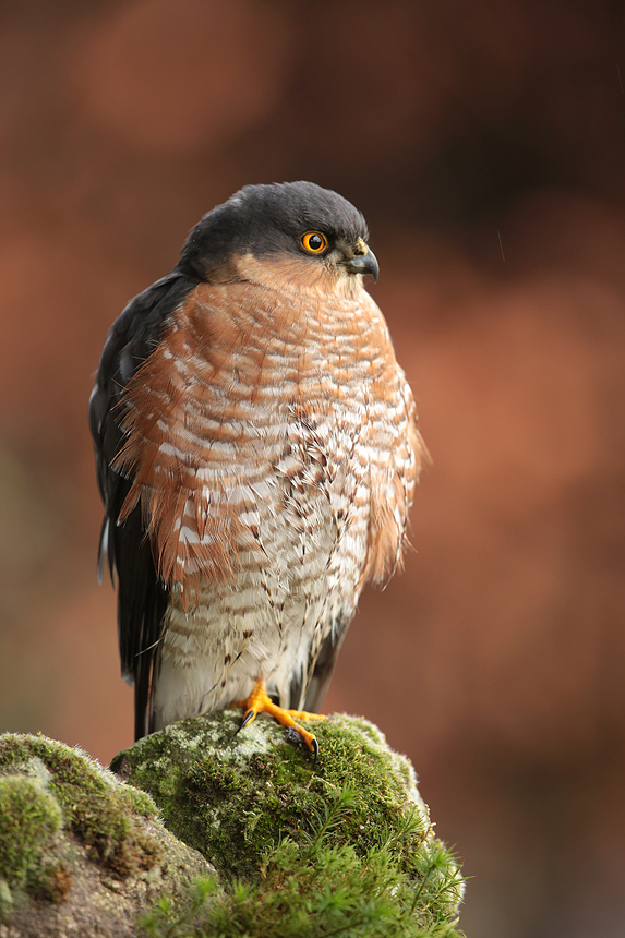 Der Sperber.. (Forum für Naturfotografen)