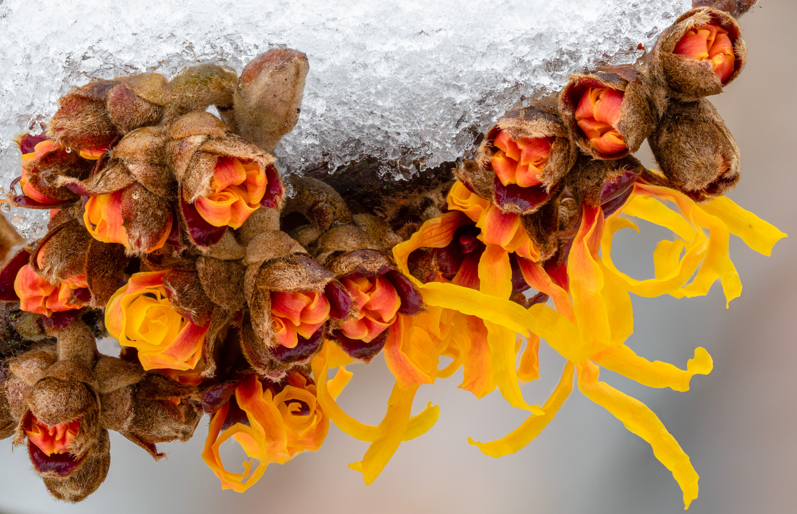Hamamelis (Forum für Naturfotografen)