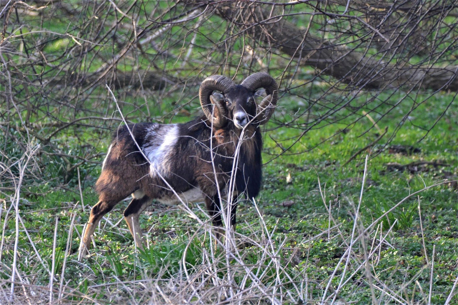 Widder. . (Forum für Naturfotografen)