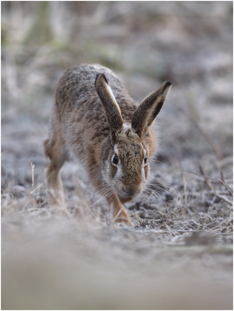 Rammler auf der Fährte (Forum für Naturfotografen)
