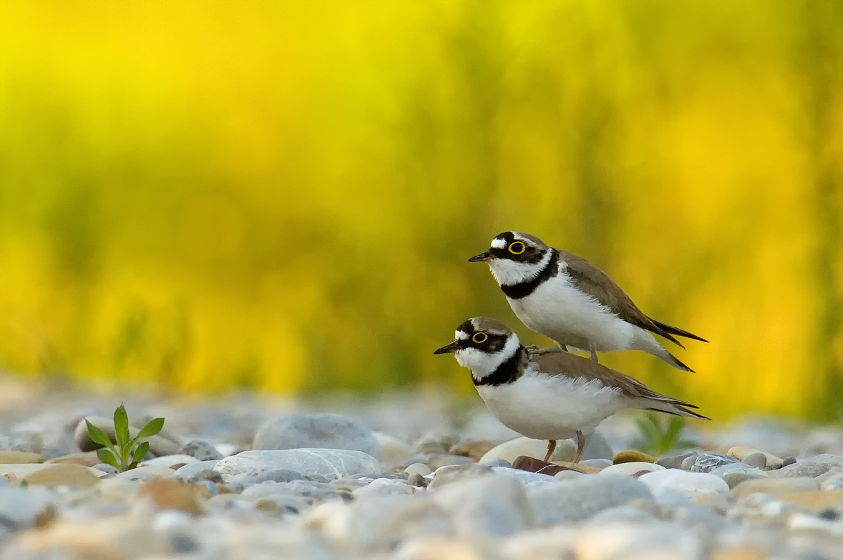 Fluppis Love (Forum für Naturfotografen)