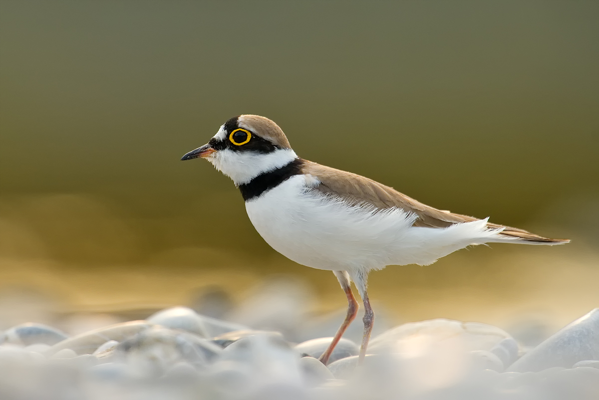 lange Zunge (Forum für Naturfotografen)