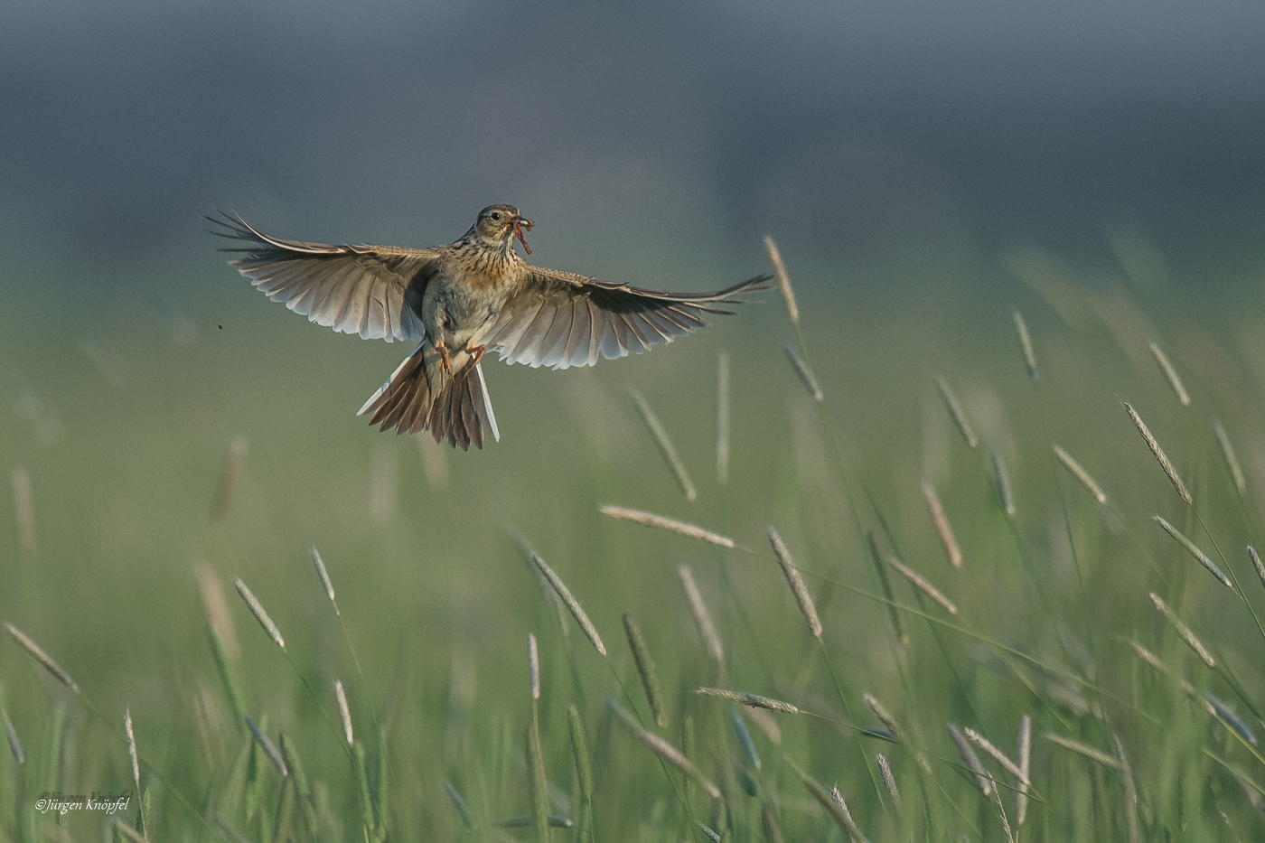 Feldlerche (Forum für Naturfotografen)